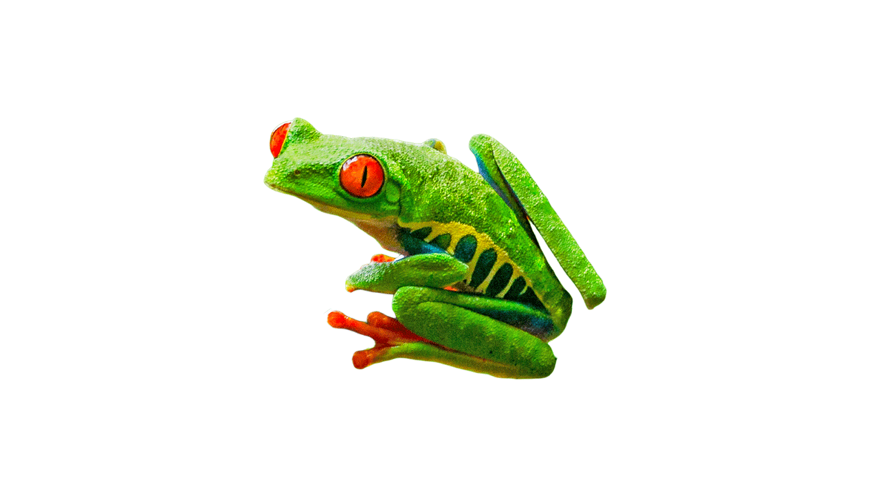 Life Cycle of Common Frogs: From Frog Spawn to Froglets in a Garden ...