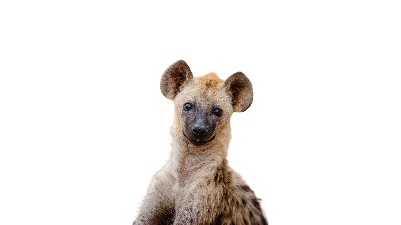 A video of Brown Hyenas in an Urban Ghost Town | Mangolink